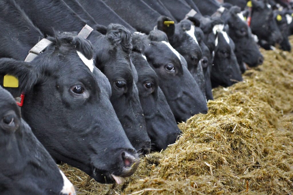 Dry Cow Management - Drummonds Ireland