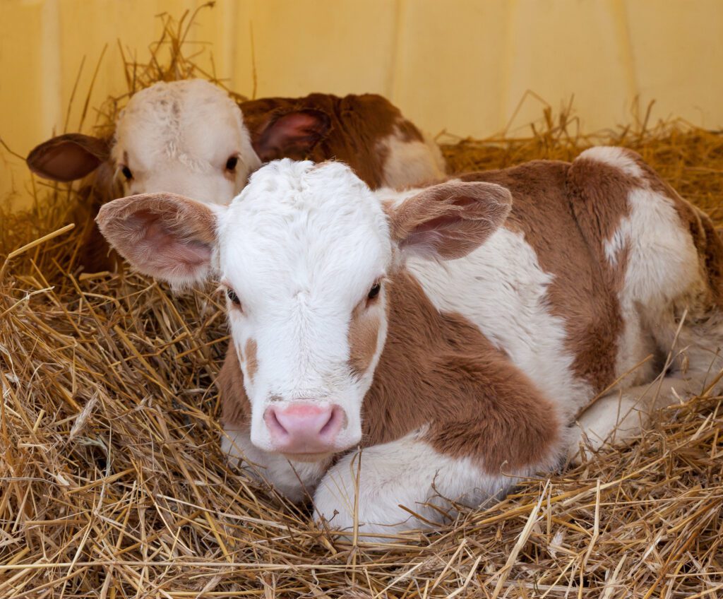 Calf Rearing Advice - Drummonds Ireland